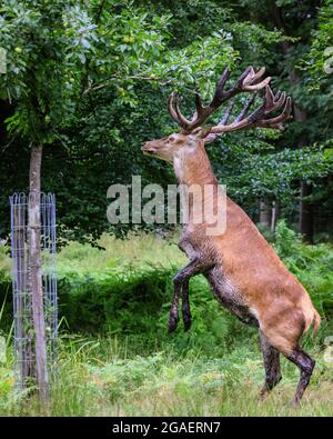 Red deer, hind legs, back view, detail, red deer, deer, ruminant ...