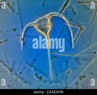 Marine Phytoplankton, Bacteriastrum, diatoms/plankton from the Gullman ...