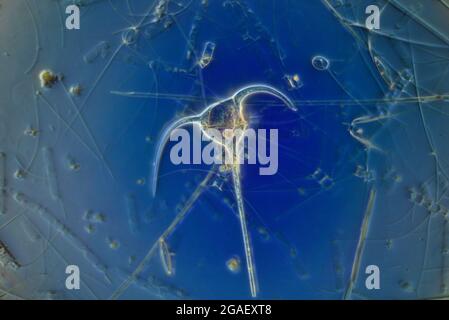 Marine Phytoplankton, dinoflagellate, Bacteriastrum, ceratium, diatoms ...