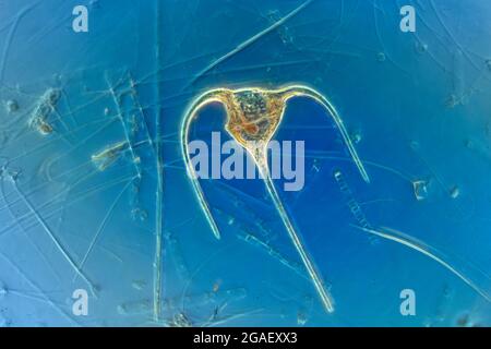 Marine Phytoplankton, Bacteriastrum, diatoms/plankton from the Gullman ...