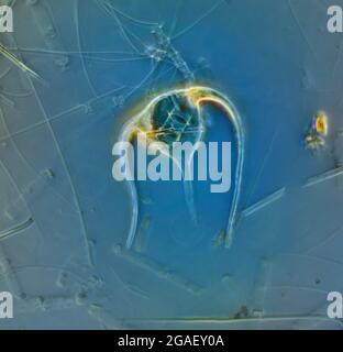 Marine Phytoplankton, dinoflagellate, Bacteriastrum, ceratium, diatoms ...