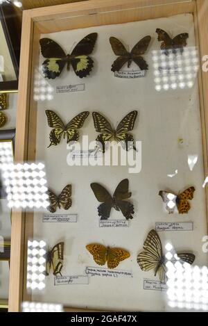 butterflies under glass Stock Photo - Alamy