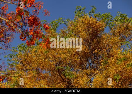 Two flowering trees - Mulungu - Erythrina mulungu e Feijão cru ...