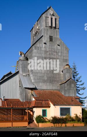 USA, Washington State, Sequim summer flowering red poppies and white ...