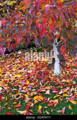 Beautiful fallen cherry tree leaves on green grass on bright autumn day ...