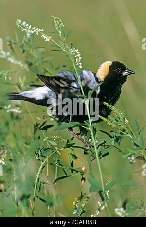 Male bobolink in grassland habitat Stock Photo - Alamy