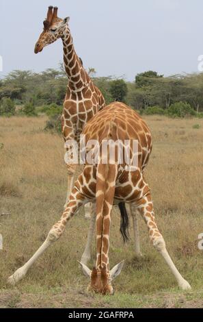 giraffe with legs spread bending down to eat grass Stock Photo - Alamy