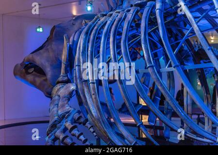 Model of a Blue Whale skeleton (detail) on display at the Royal Ontario ...