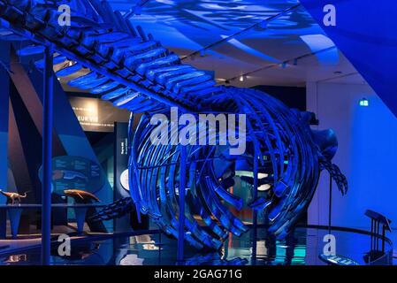 Model of a Blue Whale skeleton (detail) on display at the Royal Ontario ...