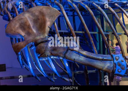 Model of a Blue Whale skeleton (detail) on display at the Royal Ontario ...
