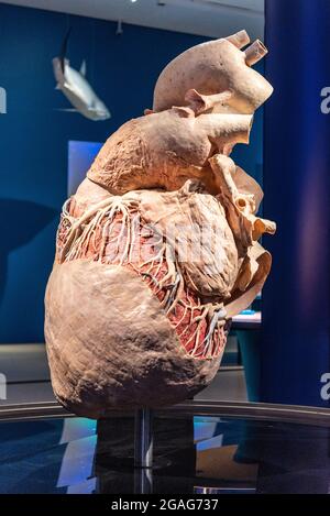 Model of the heart of a Blue Whale in display at the Royal Ontario ...