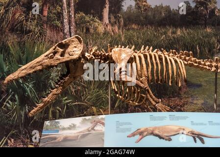 Skeleton detail of an Ambulocetus (whale that lived on land and water ...