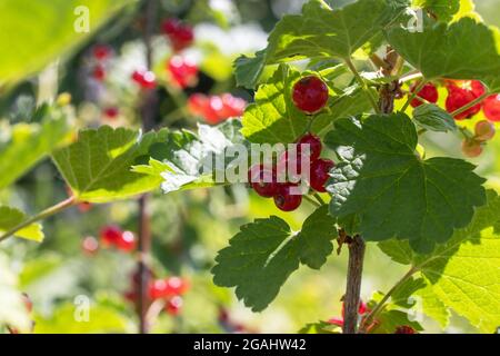 Red currants in the gardenred currant in the garden on green branches ...