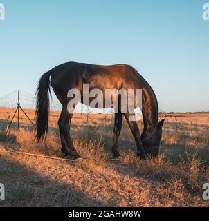 Closeup shot of a horse with open field background Stock Photo - Alamy