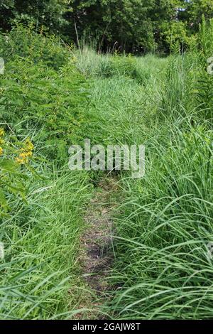 Hiking path winding thru the tall grassy fields on a beautiful sunny ...
