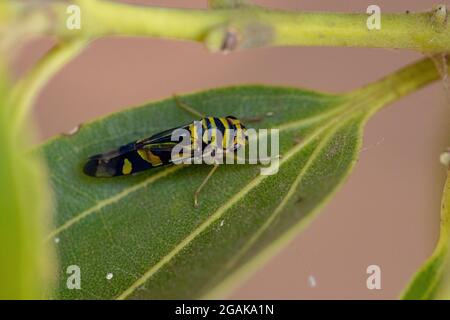 Adult Typical Leafhopper of the genus Dilobopterus Stock Photo - Alamy