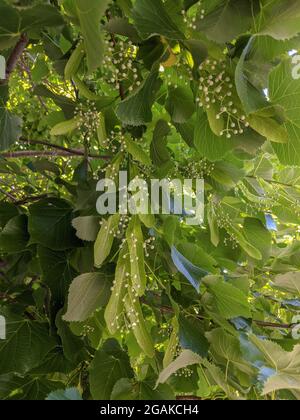 branches of linden tree in blossom. beautiful summer nature scenery ...