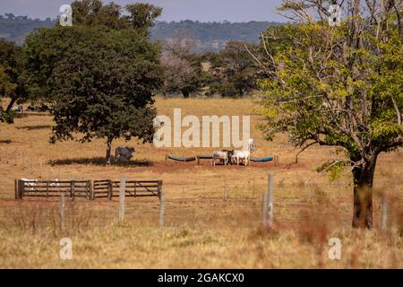 Typical Brazilian cattle ranching pasture fields Stock Photo - Alamy