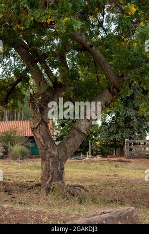 Red Mombin Tree of the species Spondias purpurea Stock Photo - Alamy