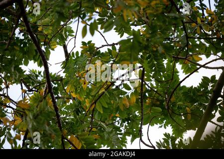 Red Mombin Tree of the species Spondias purpurea Stock Photo - Alamy