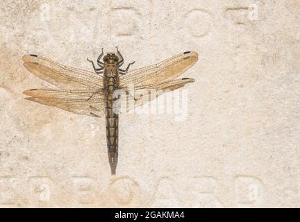 Dragonfly on headstone in Southampton Old Cemetery Stock Photo - Alamy