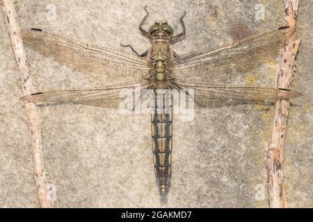 Dragonfly on headstone in Southampton Old Cemetery Stock Photo - Alamy