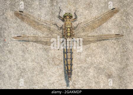 Dragonfly on headstone in Southampton Old Cemetery Stock Photo - Alamy