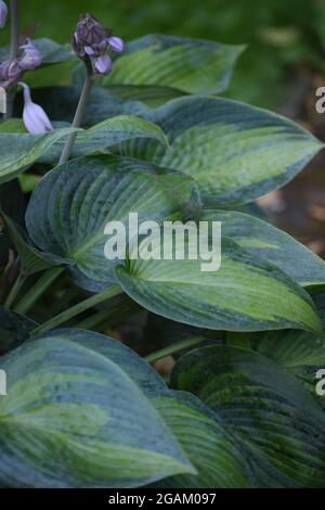 Blue Plantain-lily (Hosta ventricosa Stock Photo - Alamy