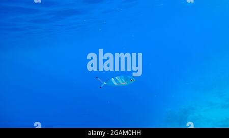in the depths of the blue sea, blue small fish swim, on which the sun's ...