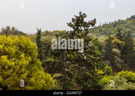 Group of pigeons on big pine tree branches in vibrant summer Athens ...