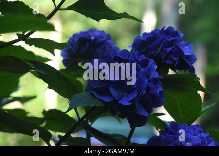 Gorgeous dark purple hydrangea flowers blooming on a summer day Stock ...