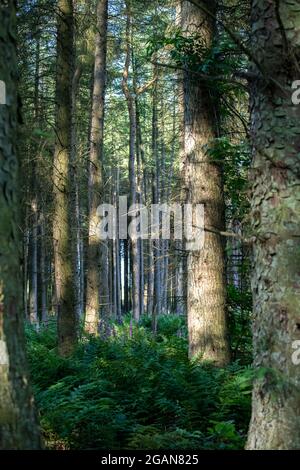 Deep pine forest with underneath fern plantation Stock Photo - Alamy