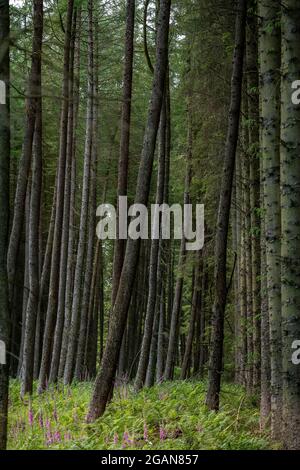 Deep pine forest with underneath fern plantation Stock Photo - Alamy