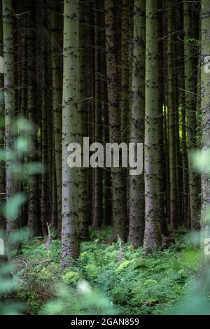 Deep pine forest with underneath fern plantation Stock Photo - Alamy