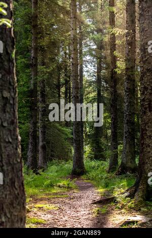 Deep pine forest with underneath fern plantation Stock Photo - Alamy