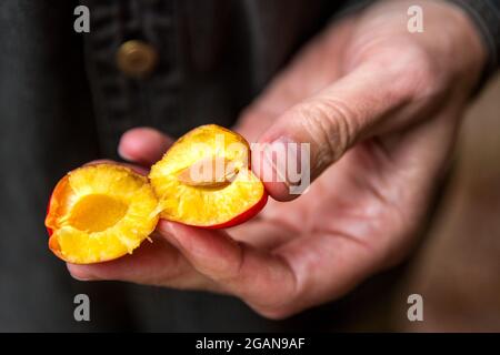 Ripe red prune, Mendocino, California, United States Stock Photo - Alamy