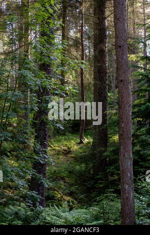 Deep pine forest with underneath fern plantation Stock Photo - Alamy