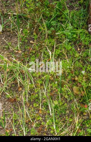 organically cultivated growing green onion and young cauliflower in the ...