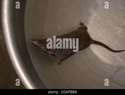 Asian house shrew (Suncus murinus), Reunion Island Stock Photo - Alamy