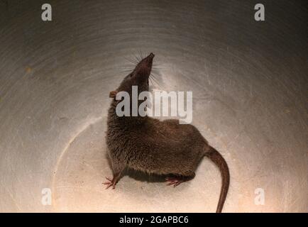 Asian house shrew (Suncus murinus), Reunion Island Stock Photo - Alamy