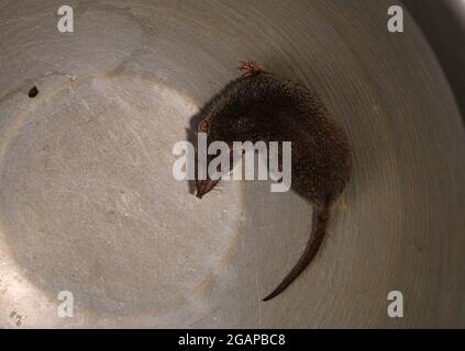Asian house shrew (Suncus murinus), Reunion Island Stock Photo - Alamy