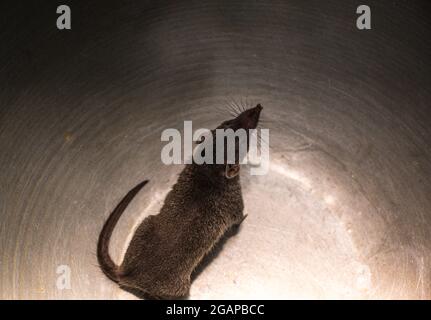 Asian house shrew (Suncus murinus), Reunion Island Stock Photo - Alamy