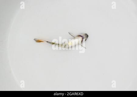Guppy fish died due to bent spine disease. Dead Small fish on the ...