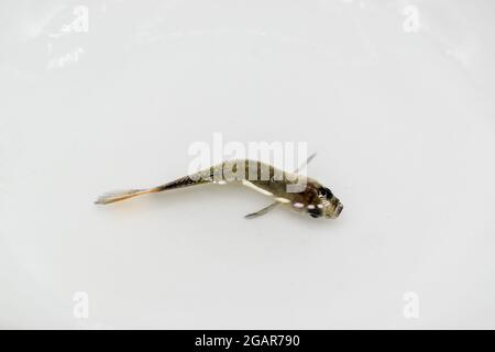 Guppy fish died due to bent spine disease. Dead Small fish on the ...