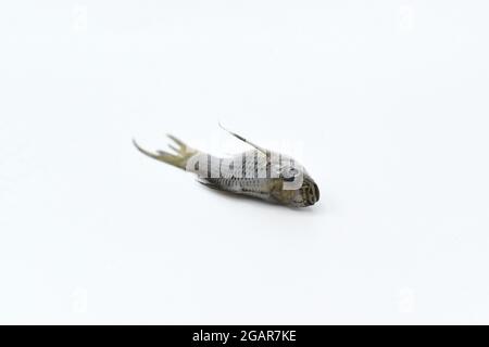 Gray dwarf molly fish died due to bloated abdomen Stock Photo - Alamy