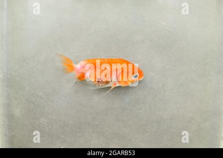 Lionhead goldfish died due to poor water quality i.e. ammonia poisoning ...