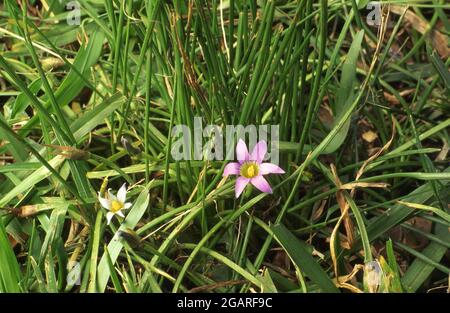 Guildford grass ('Romulea rosea') is a weed in Western Australia. An ...
