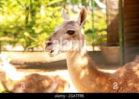 Cute guanaco in zoological garden Stock Photo - Alamy