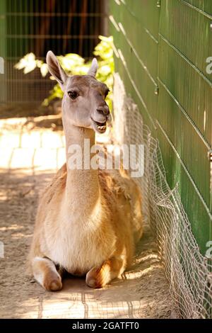 Cute guanaco in zoo enclosure. Wild animal Stock Photo - Alamy