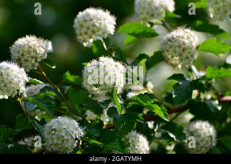 Opulifolius Diabolo blooms with a white flowers in spring Stock Photo ...